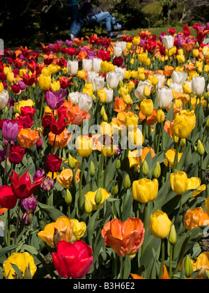Colourful flowers and butterfly at the botanic garden of Auckland in ...