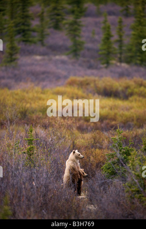 Grizzly bears Denali National Park Alaska Stock Photo - Alamy