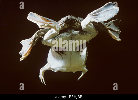 Surinam Toad Pipa pipa breeding pair in amplexus mating Tambopata ...