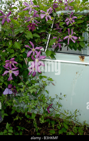 Clematis Margot Koster Stock Photo - Alamy
