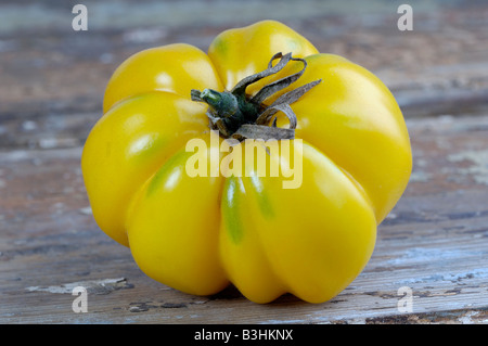 Tomato 'Yellow Ruffled' Stock Photo - Alamy