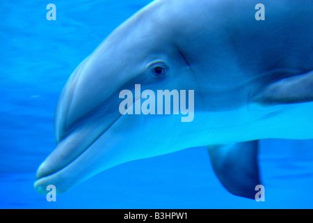 dolphin pinball sea animal porpoise dolphins water blue animal mammal ...