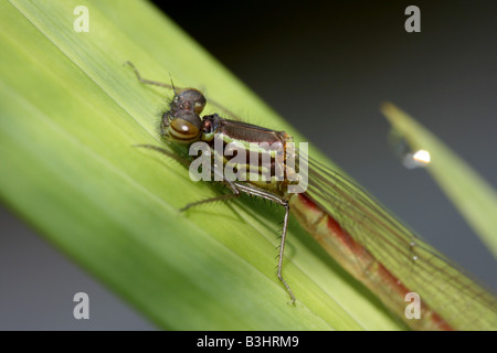 metamorphosis of Large red damselfly, Pyrrhosoma nymphula, larva ...