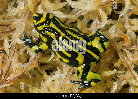 Southern corroboree frog (Pseudophryne corroboree Stock Photo - Alamy