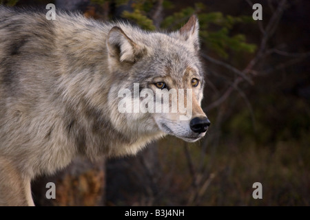Wolf (Canis lupus), Denali National Park, Alaska, United States of ...