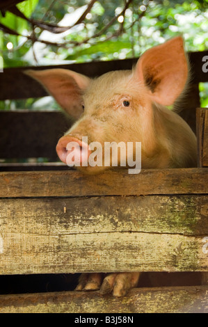 A pink pig looking over the sty wall. A smaller black and pink looks up ...