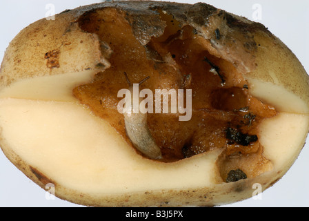 A grey field slug Deroceras reticulatum with slime trail and damage on ...