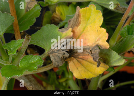 Grey mould (Botrytis cinerea) lesion with necrosis and mycelium mould ...