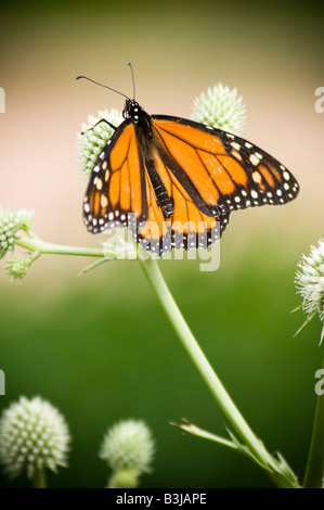 Beautiful large Monarch butterfly (Danaus plexippus) in profile feeding ...