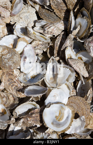Crates containing empty waste oyster shells Stock Photo - Alamy