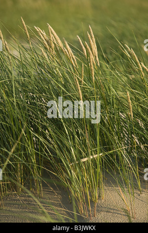 Curonian spit, vegetation of sand dunes in autumn Stock Photo - Alamy