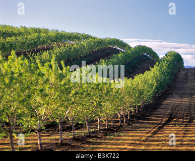 Rows of almond trees in farm with bark detail Stock Photo - Alamy