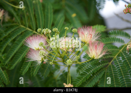 ALBRIZIA JULIBRISSIN MIMOSA MIMOSACEAE LEGUMINOSAE TREE FLOWERING IN ...