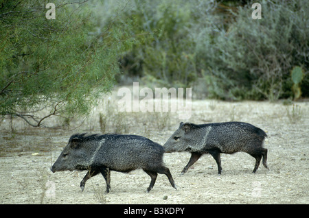 collared peccary Dicotyles tajacu or javelina roam the semidesert area ...
