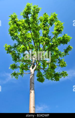 blue tree trees green trunk romantic shine shines bright lucent light ...