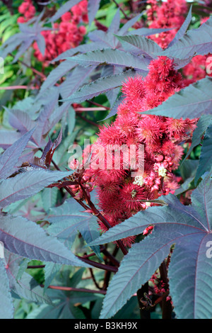 Ricinus communis 'carmencita' Stock Photo - Alamy