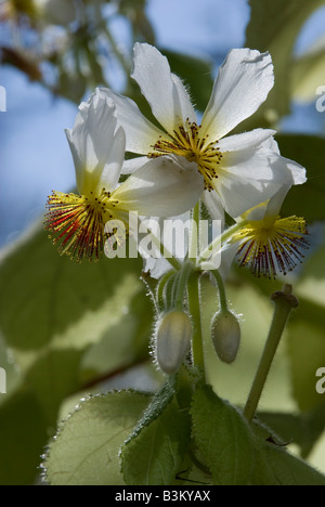 African hemp (Sparmannia africana Stock Photo - Alamy