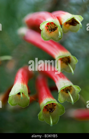 Heather (Erica versicolor Stock Photo - Alamy