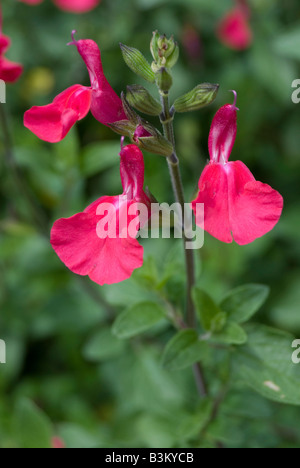 Autumn sage flowers (Salvia greggii). This flower is native to Texas ...
