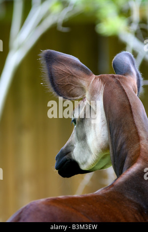 Central African Okapi (Okapia johnstoni) at the enclosure in Rotterdam ...
