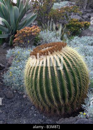 Large round spiked cactus plant Stock Photo - Alamy