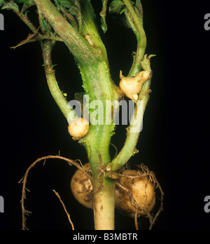 aerial potato potatoes tuber tubers symptom indicate indicative ...