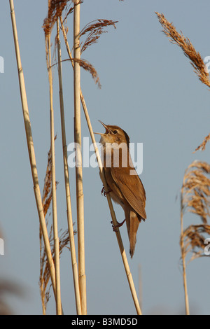 Savi's warbler (Locustella luscinioides), old nest in the reeds ...