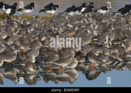 Knot Caldris canutus Redshank Tringa totanus and Oyster Catchers a ...