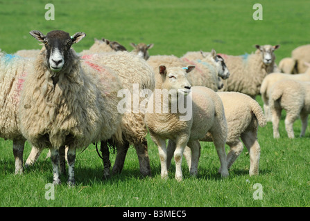 Texel cross lambs with North Country Mule Ewes Stock Photo - Alamy