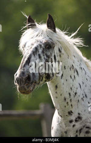 Noriker - portrait Stock Photo - Alamy