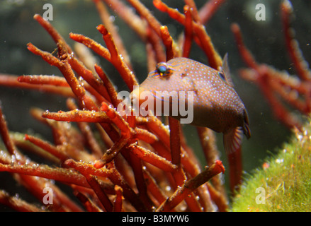 Blue Spot Puffer Fish, Canthigaster solandri aka Blue-spotted Puffer ...