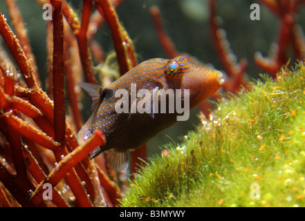 Blue Spot Puffer Fish, Canthigaster solandri aka Blue-spotted Puffer ...
