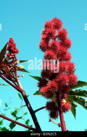 RICINUS COMMUNIS NEW ZEALAND Stock Photo - Alamy