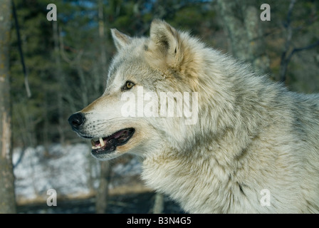 Beta male Gray Wolf (Canis lupus) Grey Wolf fending off alpha female ...