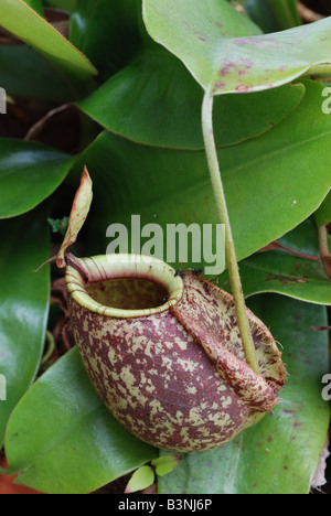 Close up view of Pitcher plant (Nepenthes sp.) growing up a tree trunk ...