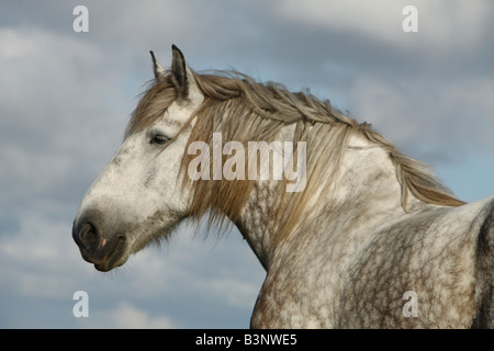 A dapple gray Percheron draft horse is saddled up and on display at ...