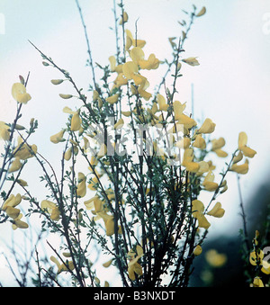 Branches October 1972 Stock Photo - Alamy