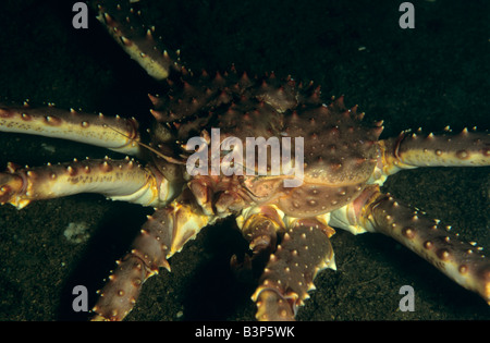 Red king crab (Paralithodes camtschatica) and diver. Barents Sea ...