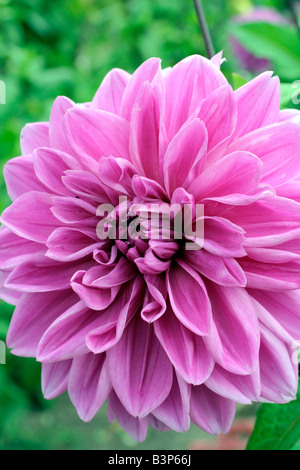 Dahlia Lilac Time Stock Photo - Alamy