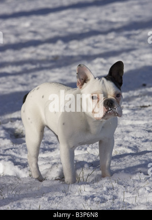 French Bulldog in the snow Stock Photo - Alamy