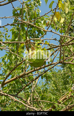 Green fruit of maclura pomifera, osage orange, horse apple, adam apple ...