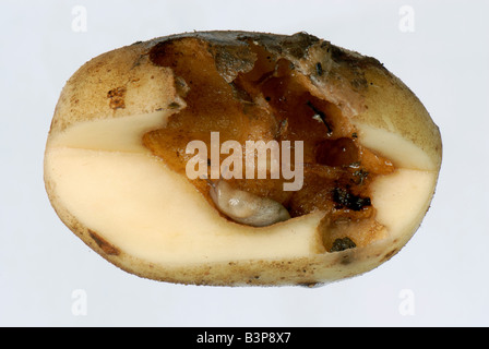 Slug damage to a potato tuber variety Kestrel Stock Photo - Alamy