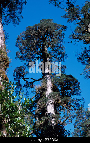 Alerce Tree (Fitzroya cupressoides) Ancient tree at sunset, Alerce ...