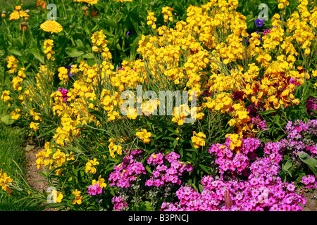 Cheiranthus cheirii "Bredon Stock Photo - Alamy