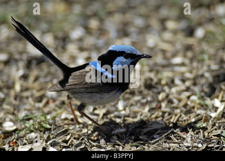Adult male Superb Blue Fairy Wren (Malurus cyaneus) in breeding plumage ...