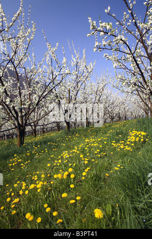 Cherry trees, Vigolo Vattaro, Trentino Alto Adige, Italy Stock Photo ...