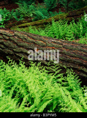 fallen pine tree Stock Photo - Alamy
