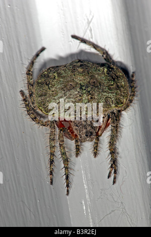Wrap Around Spider Stock Photo - Alamy