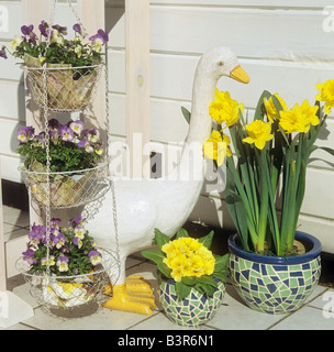 Spring flowers in pots. Narcissus, crocus and hyacinths. Close up Stock ...