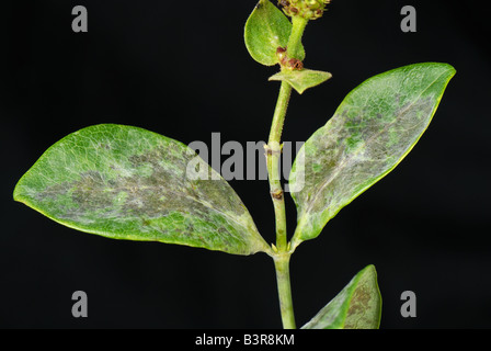 Powdery mildew Erysiphe lonicerae on honeysuckle Lonicera spp leaves ...